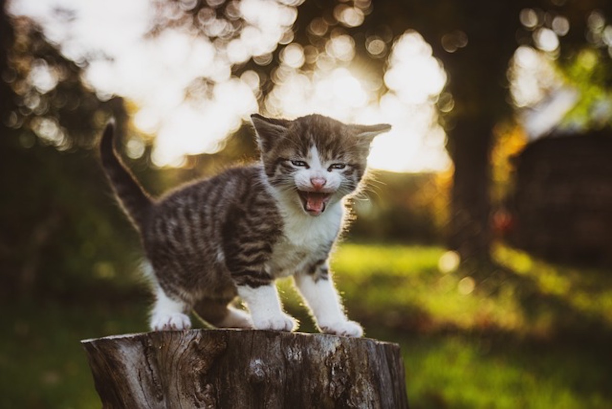 Chaton en colère - Tout savoir sur ce comportement du chat